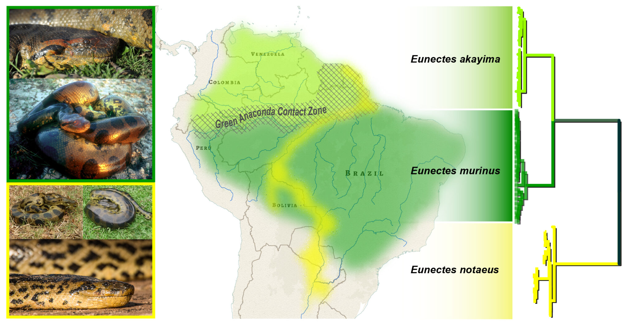 NMHU Researchers Discover New Species of Giant Anaconda in South ...